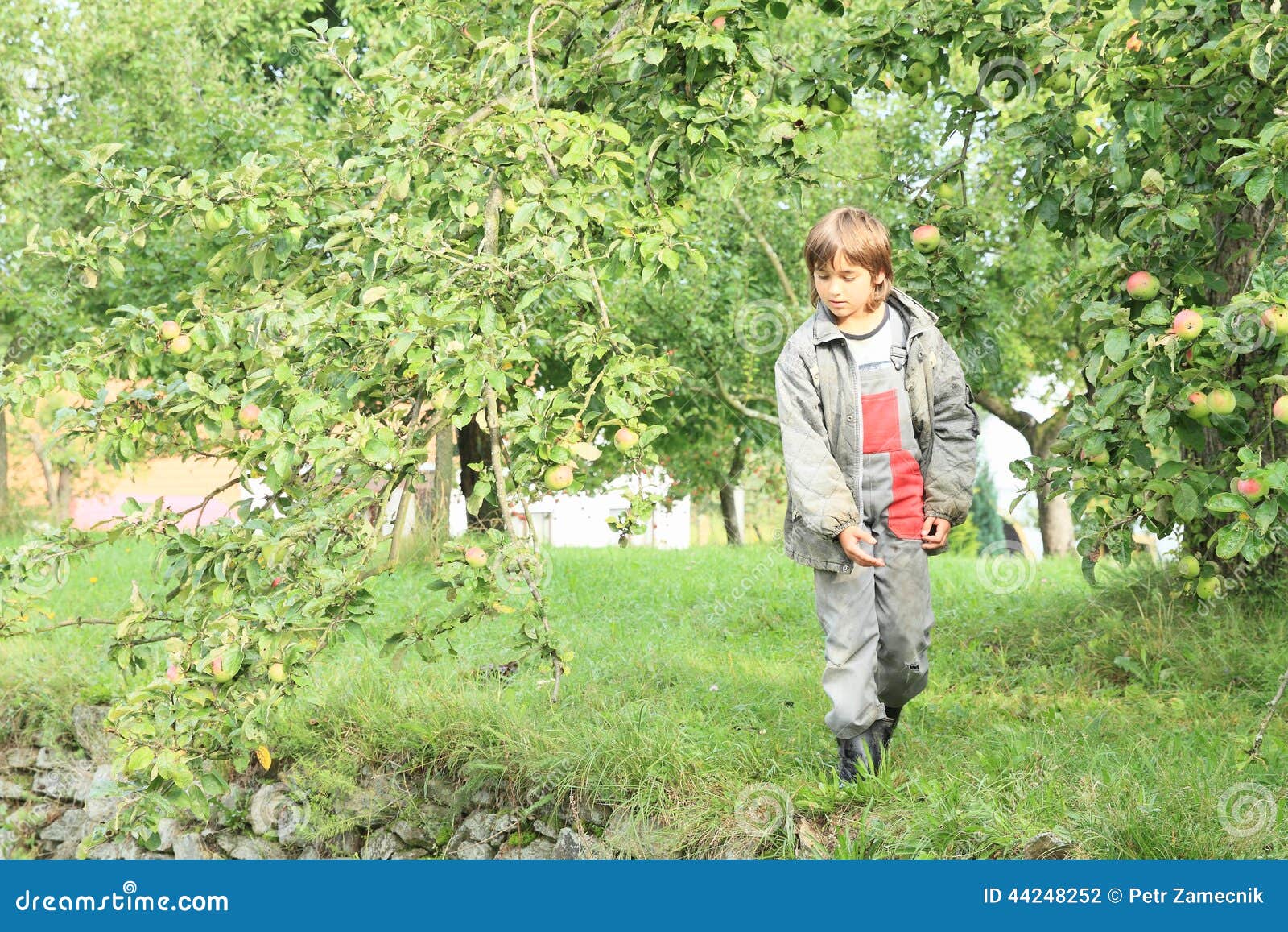 Boy throwing an apple stock photo. Image of throwing - 44248252