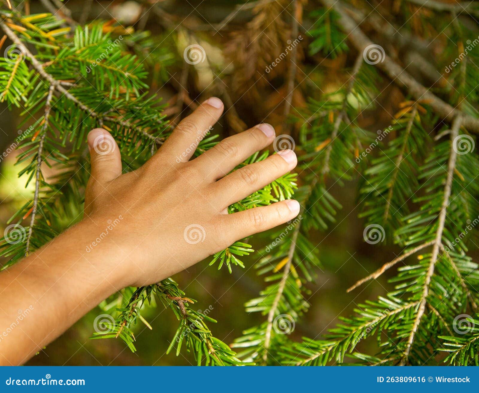 Boy Touching the Branches of a Pine Tree Stock Photo - Image of branch ...
