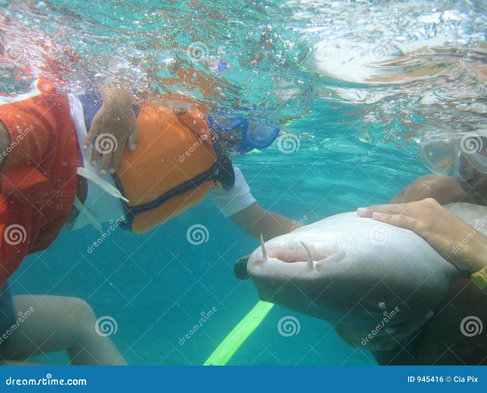 Boy Touching Shark in Belize Central America Stock Photo - Image of ...