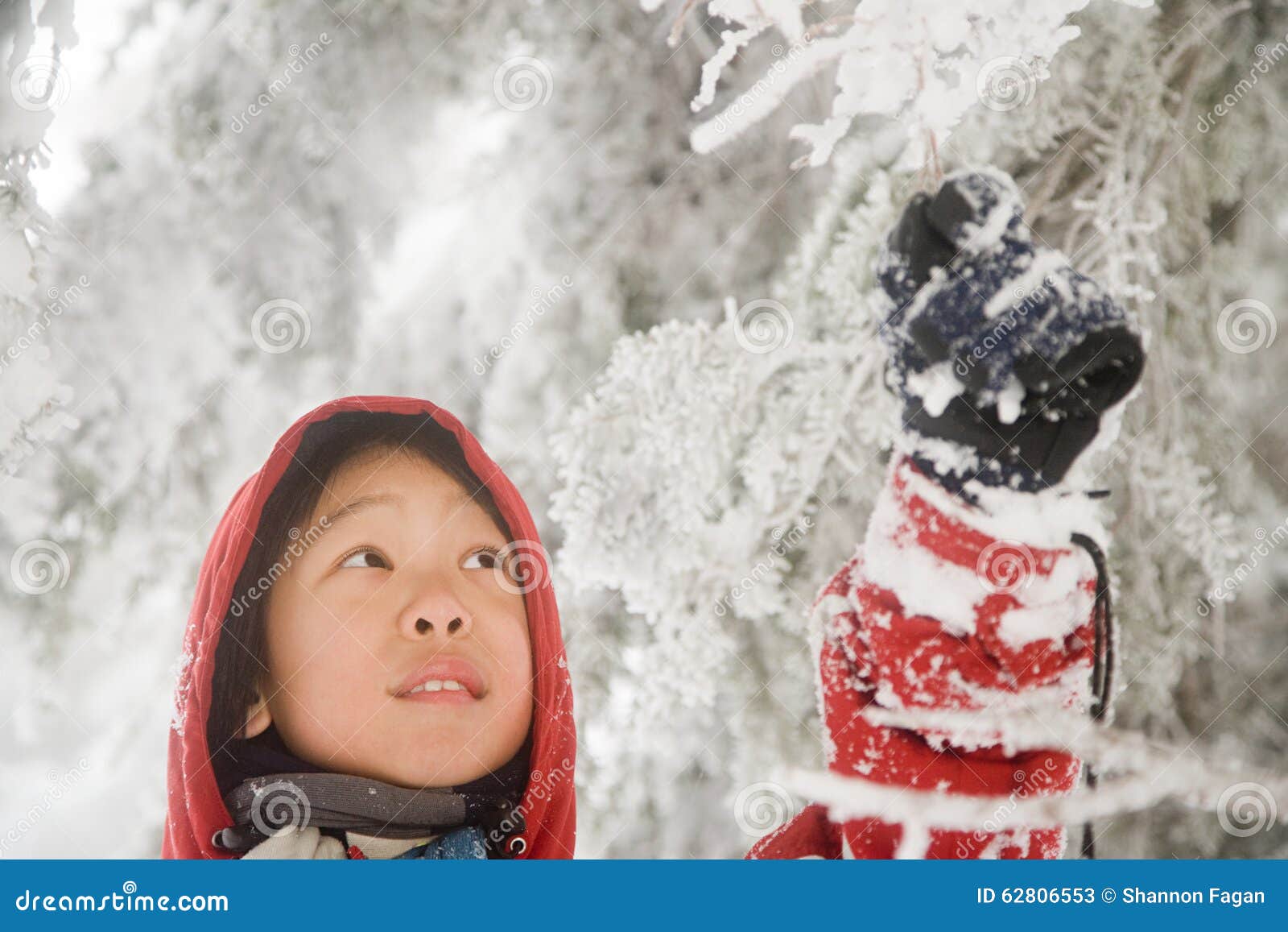 Boy Touching Snow Covered Branch Stock Image - Image of frozen, curious ...
