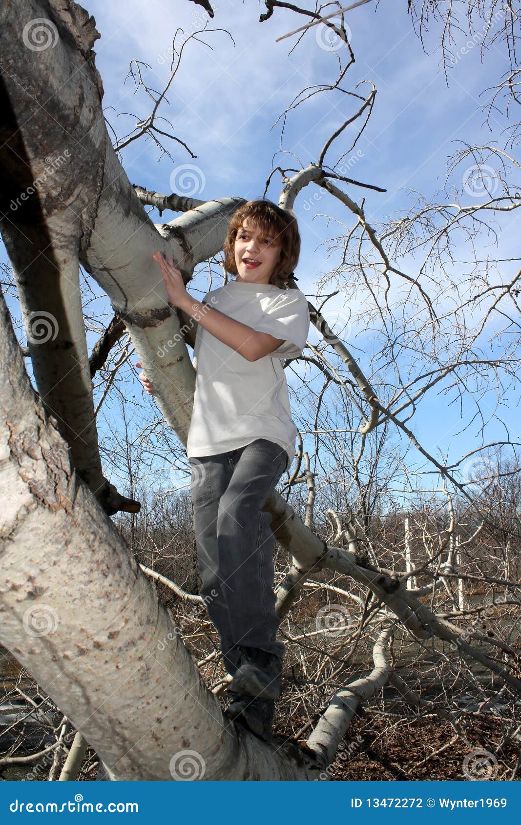 Boy in tree stock photo. Image of health, male, vitality - 13472272