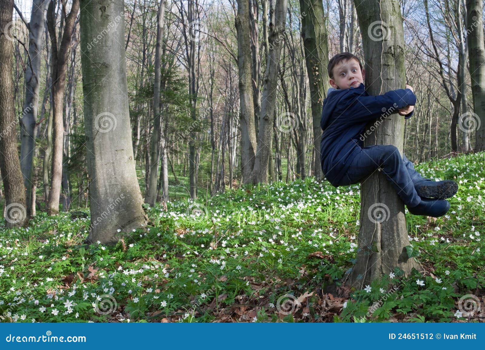 Boy_on_tree photo stock. Image du ressort, fleur, hêtre - 24651512