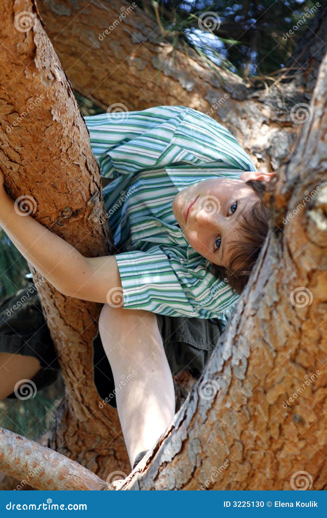 Boy in Tree. stock photo. Image of outdoors, successful - 3225130