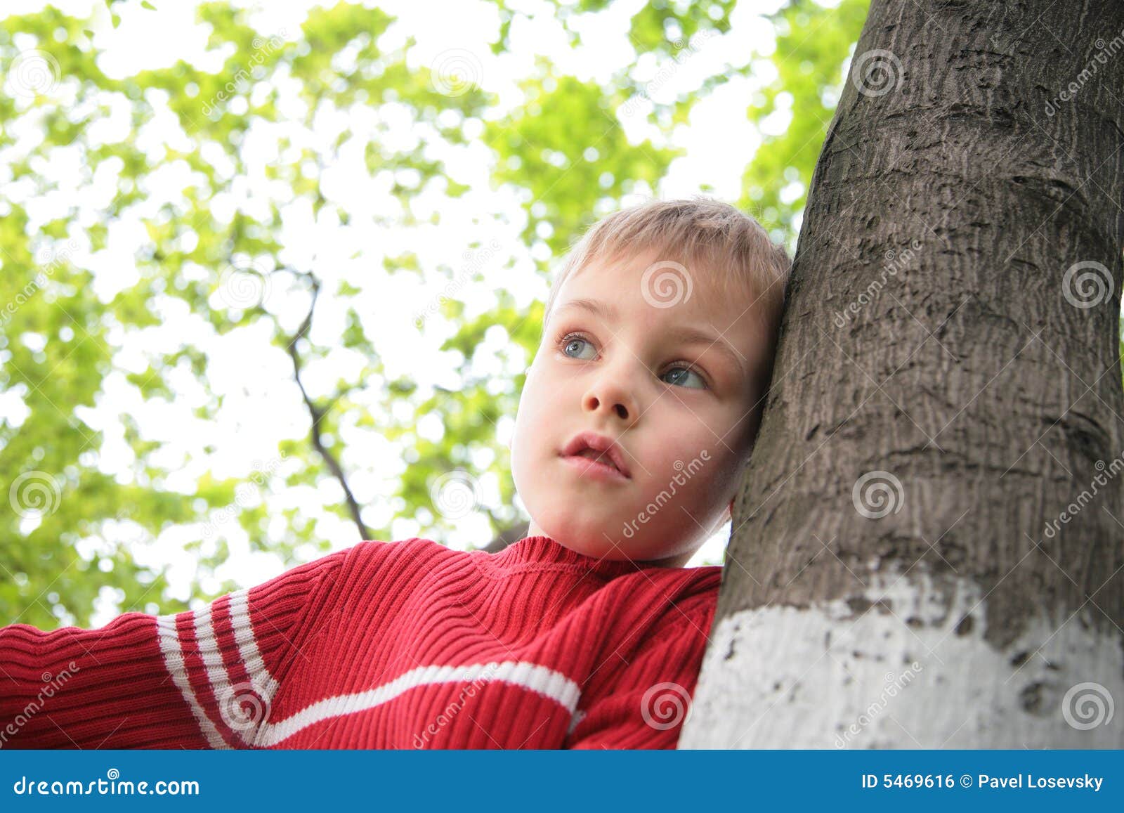Boy And Tree Picture. Image: 5469616