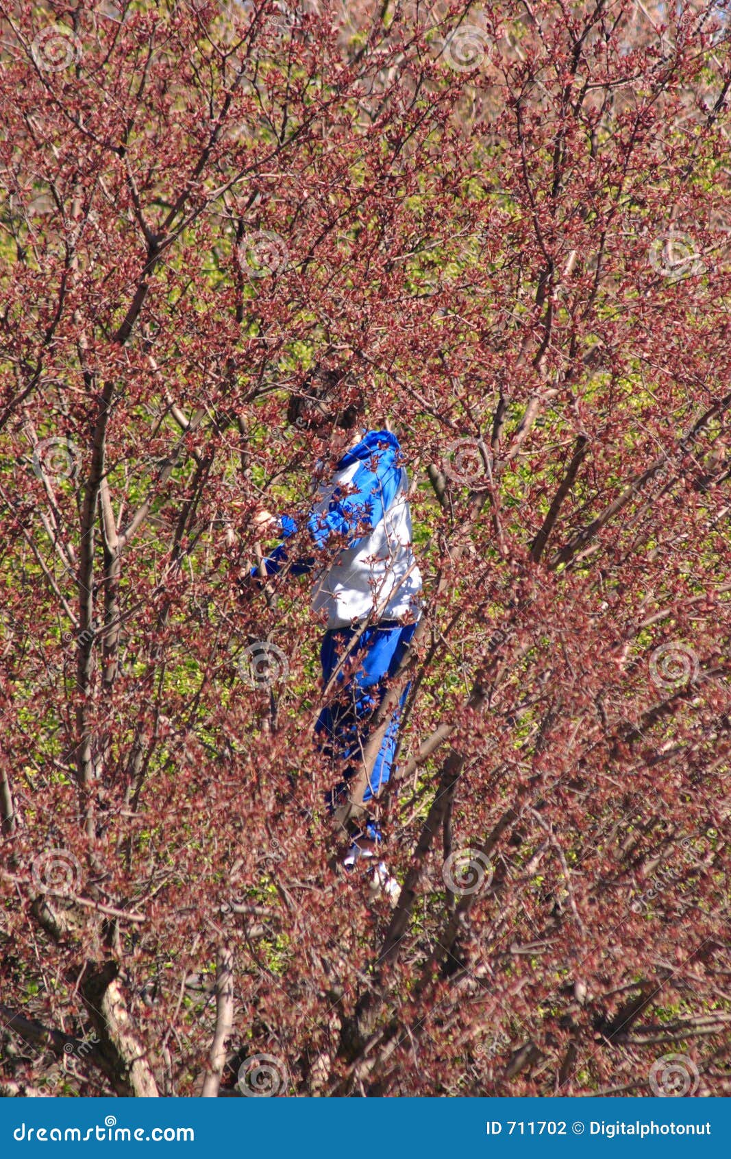 Boy In Tree Picture. Image: 711702