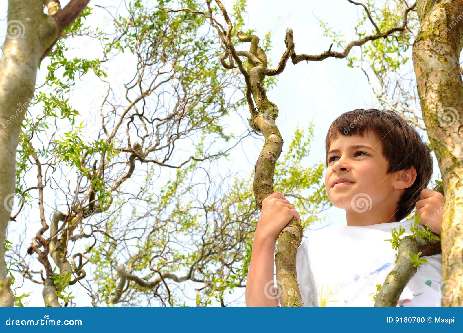 Boy in a tree stock photo. Image of cute, expression, lucky - 9180700