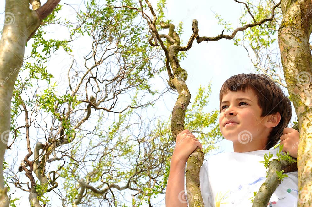 Boy in a tree stock photo. Image of cute, expression, lucky - 9180700