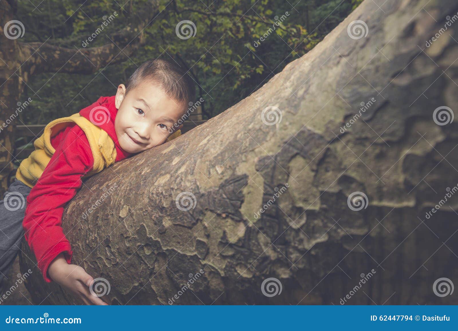 Boy on tree stock photo. Image of childhood, chinese - 62447794