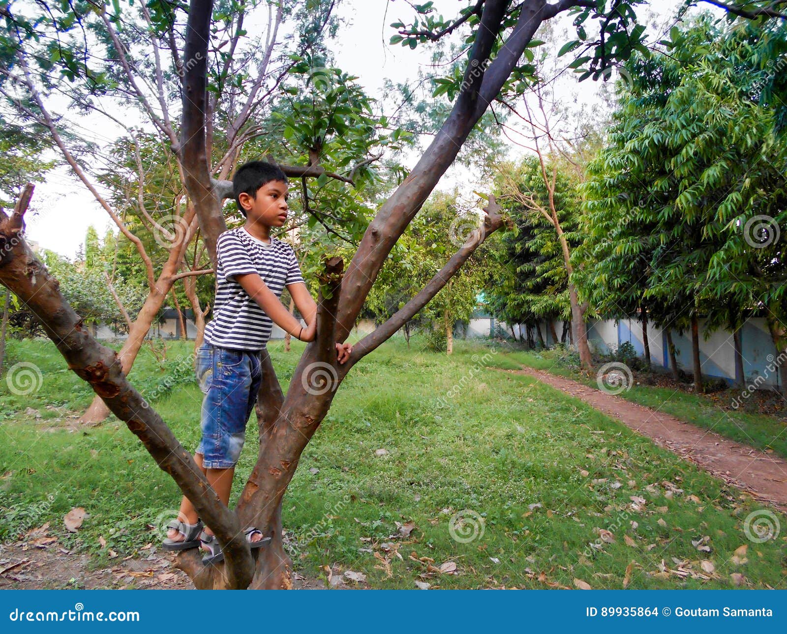 Boy on a tree. stock photo. Image of looking, nature - 89935864