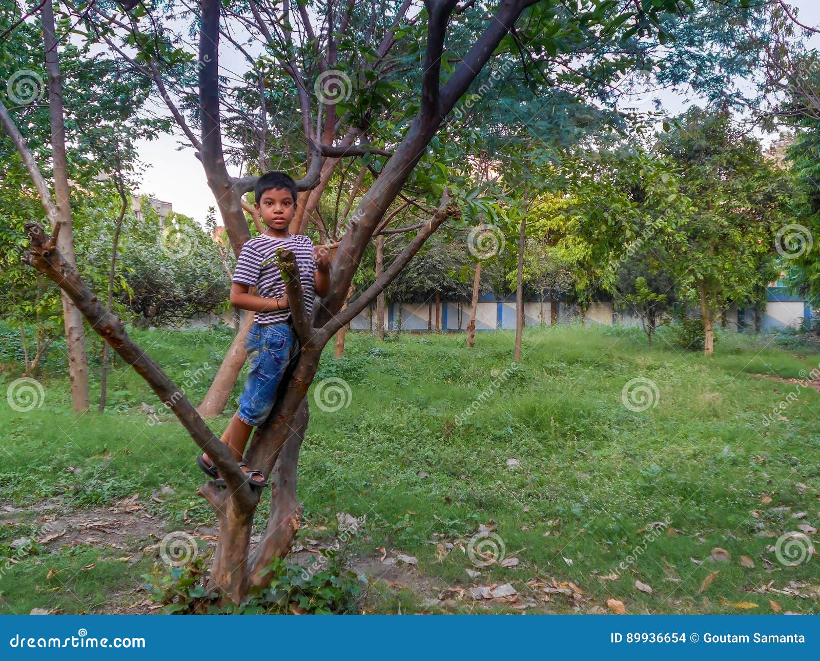 Boy on a tree. stock photo. Image of natural, zebra, green - 89936654