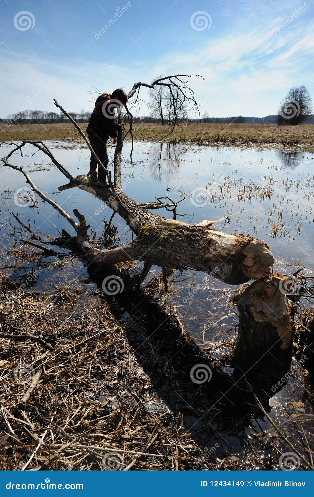 Boy on a Tree, Fallen Beavers Stock Image - Image of fallen, puddle ...