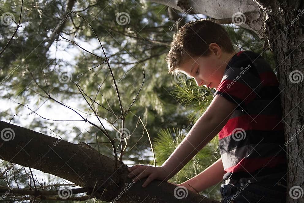 Boy in a Tree stock image. Image of outside, sunny, cute - 52558505