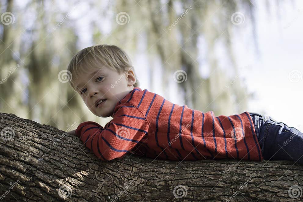 Boy in Tree stock photo. Image of lifestyle, summer, children - 53448118