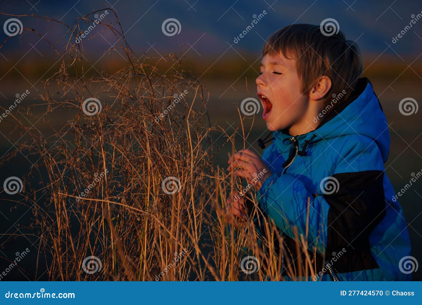 Boy Tries To Bite the Grass in a Field Stock Photo - Image of childhood ...