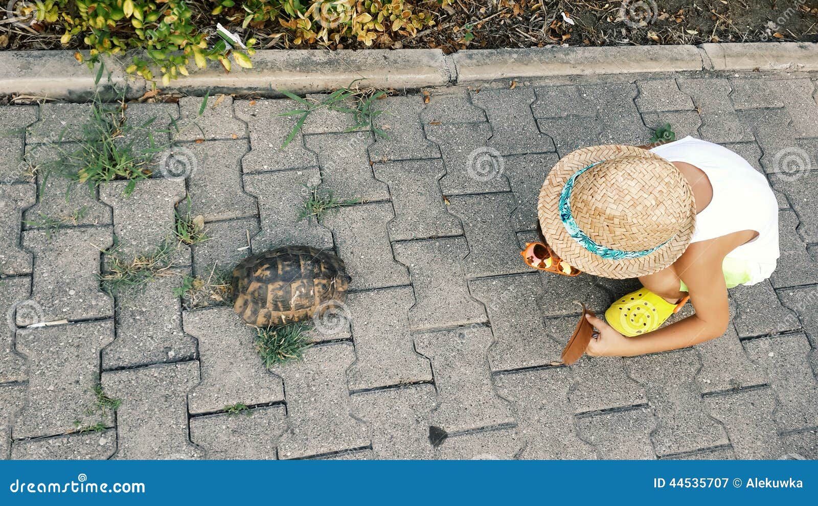 Boy and Turtle stock image. Image of handsome, person - 44535707