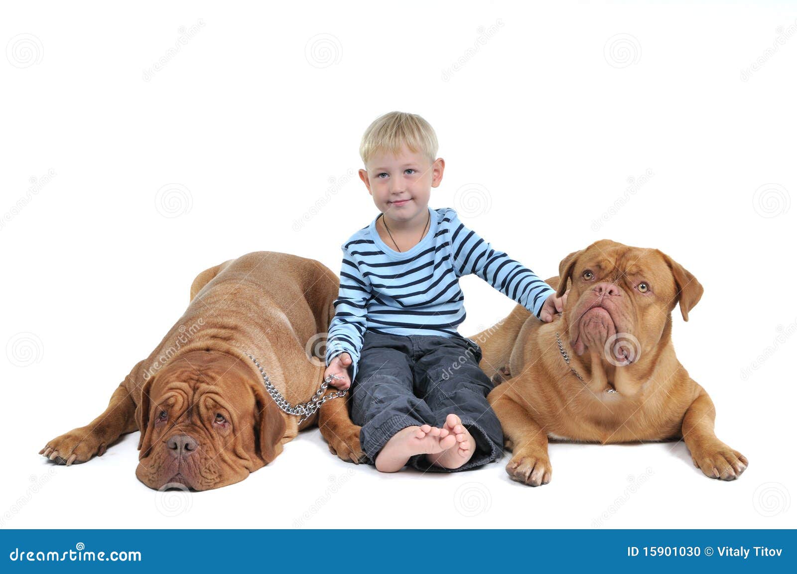 Boy with two dogs stock photo. Image of love, isolated - 15901030