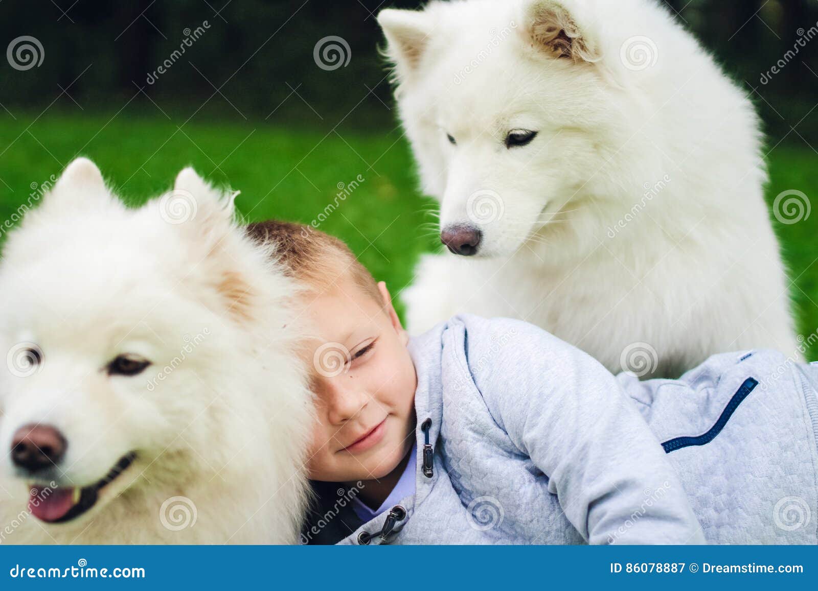 Boy with two dogs stock image. Image of outside, park - 86078887