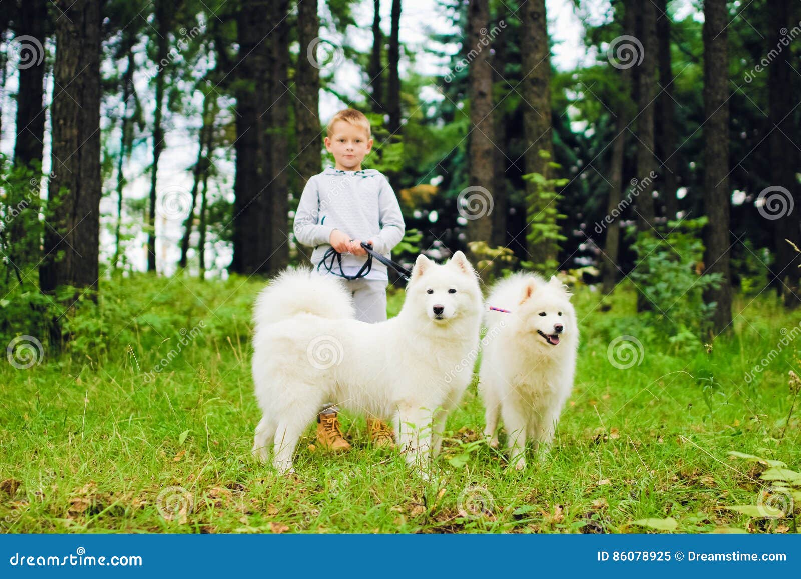 Boy with two Samoyeds stock image. Image of cheerful - 86078925