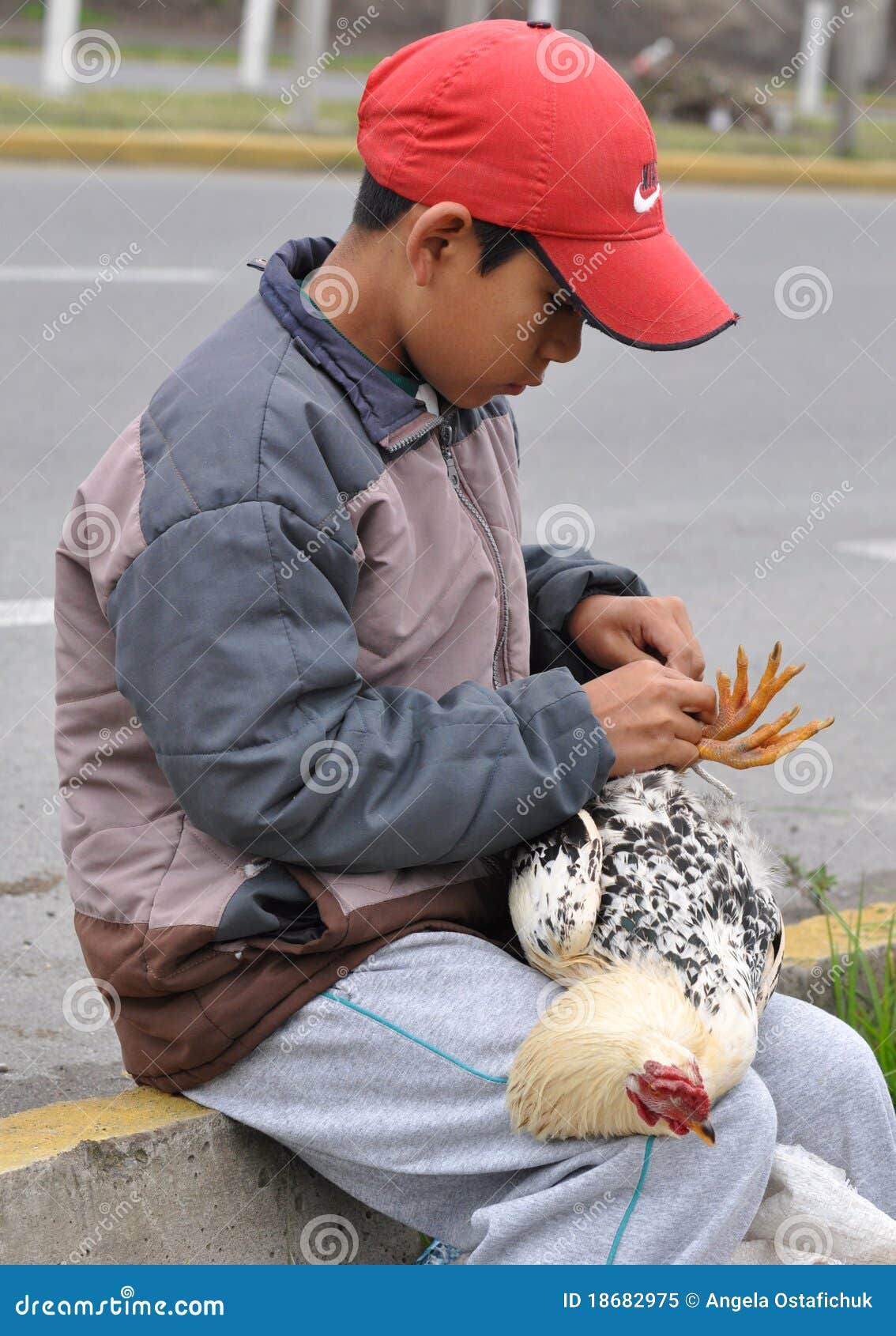 Boy Tying Rooster editorial image. Image of market, young - 18682975