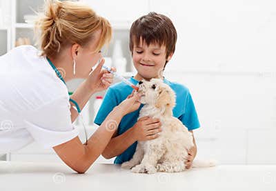 Boy at the Veterinary with His Dog Stock Photo - Image of love, friend ...