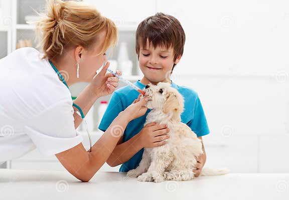 Boy at the Veterinary with His Dog Stock Photo - Image of love, friend ...