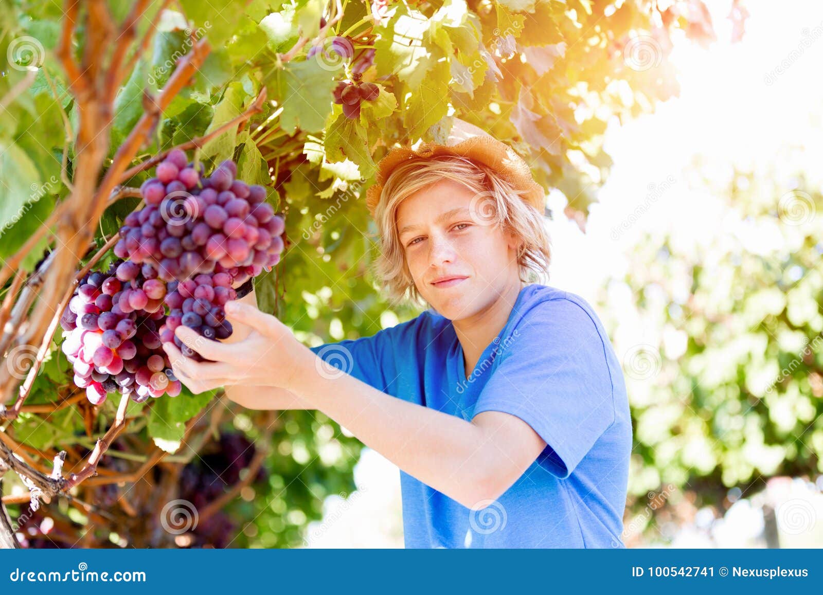 Boy in vineyard stock image. Image of grow, countryside - 100542741