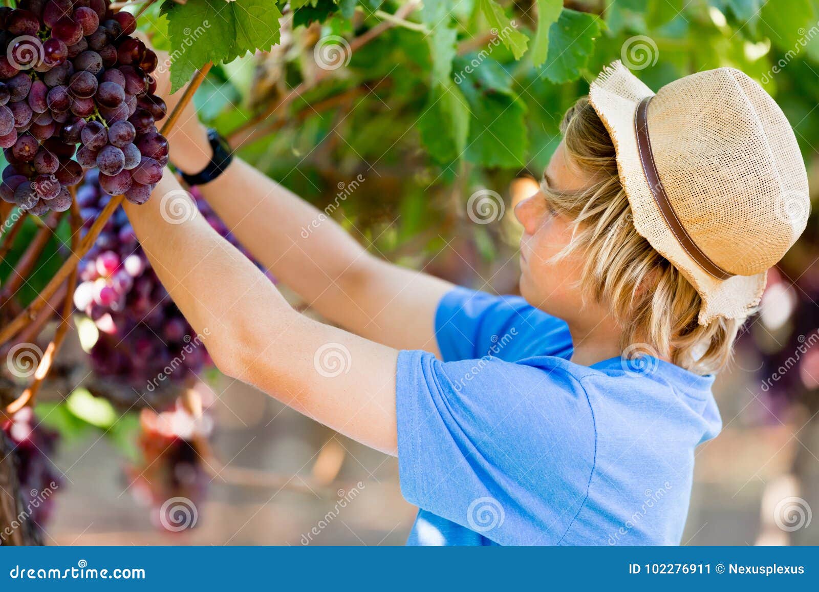 Boy in vineyard stock image. Image of nature, people - 102276911