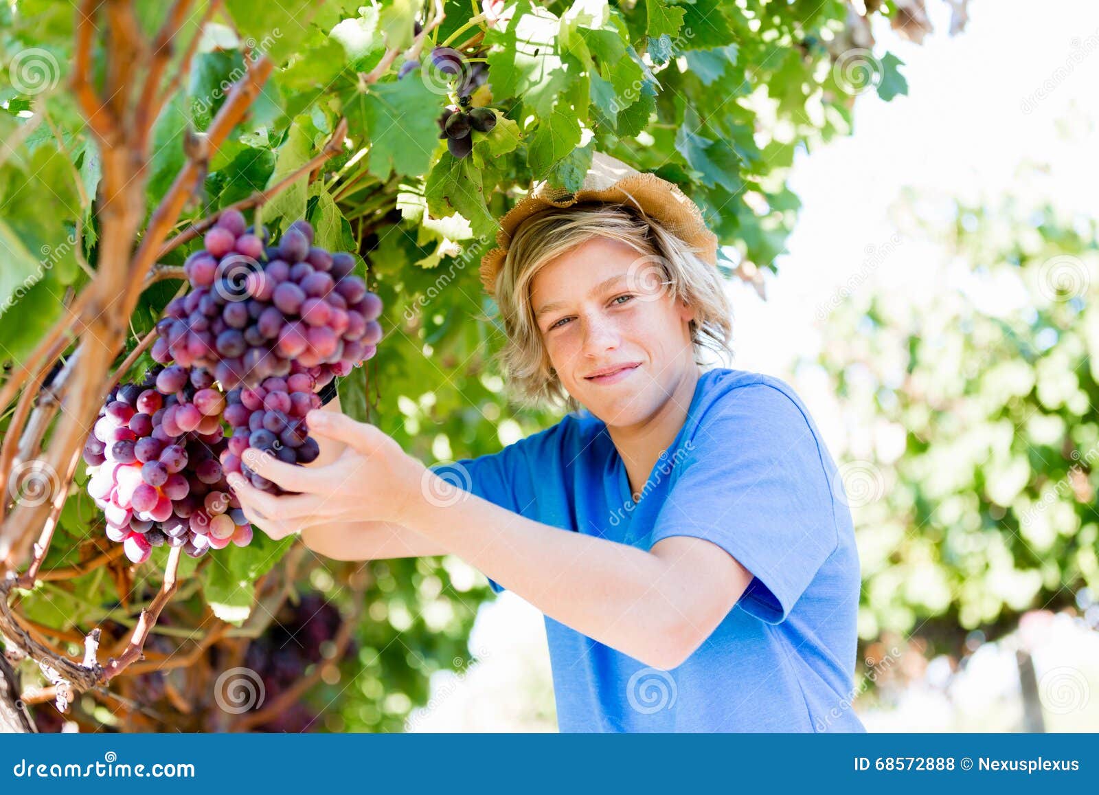 Boy in vineyard stock photo. Image of natural, healthy - 68572888