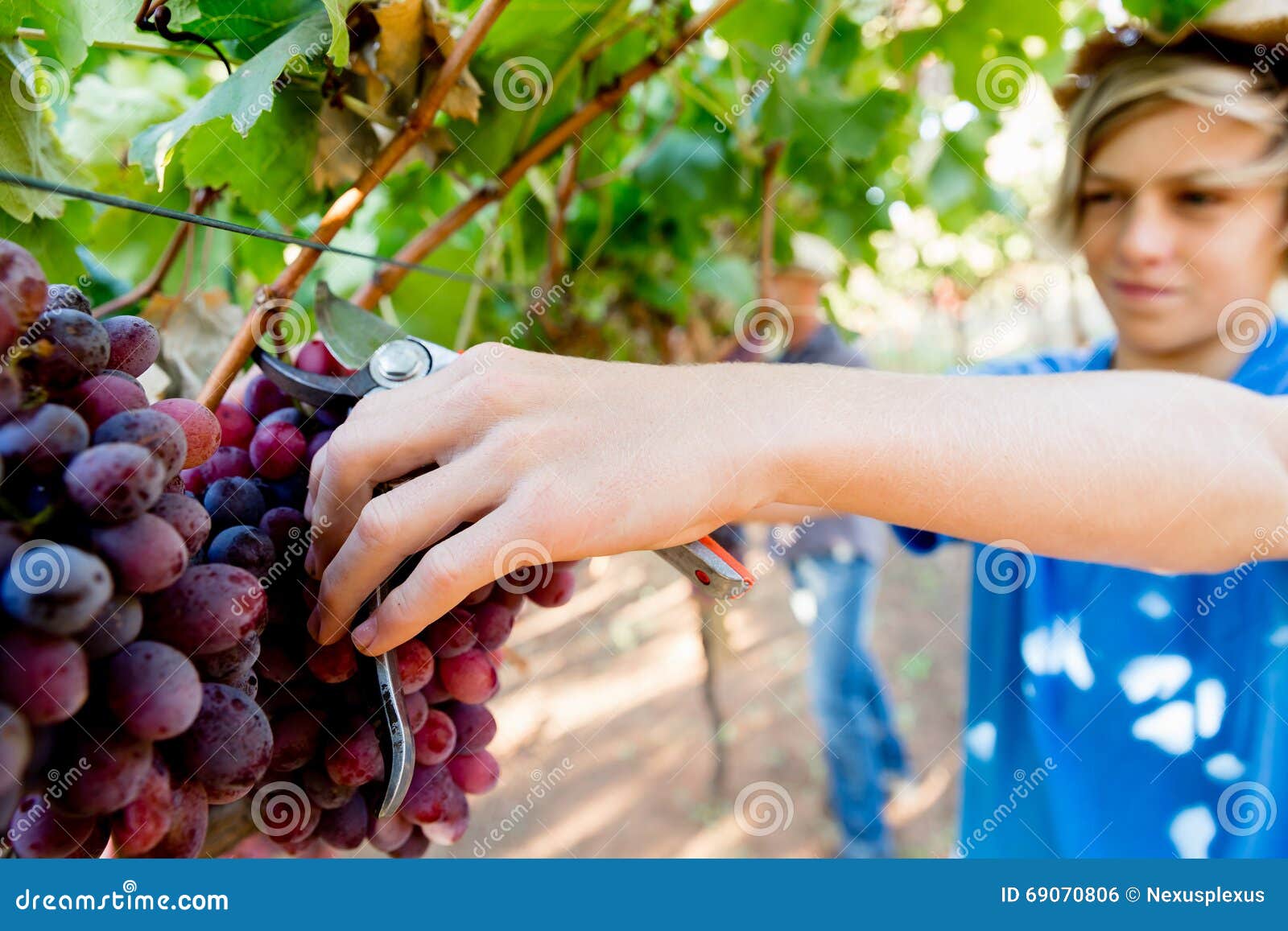 Boy in vineyard stock photo. Image of male, green, picking - 69070806
