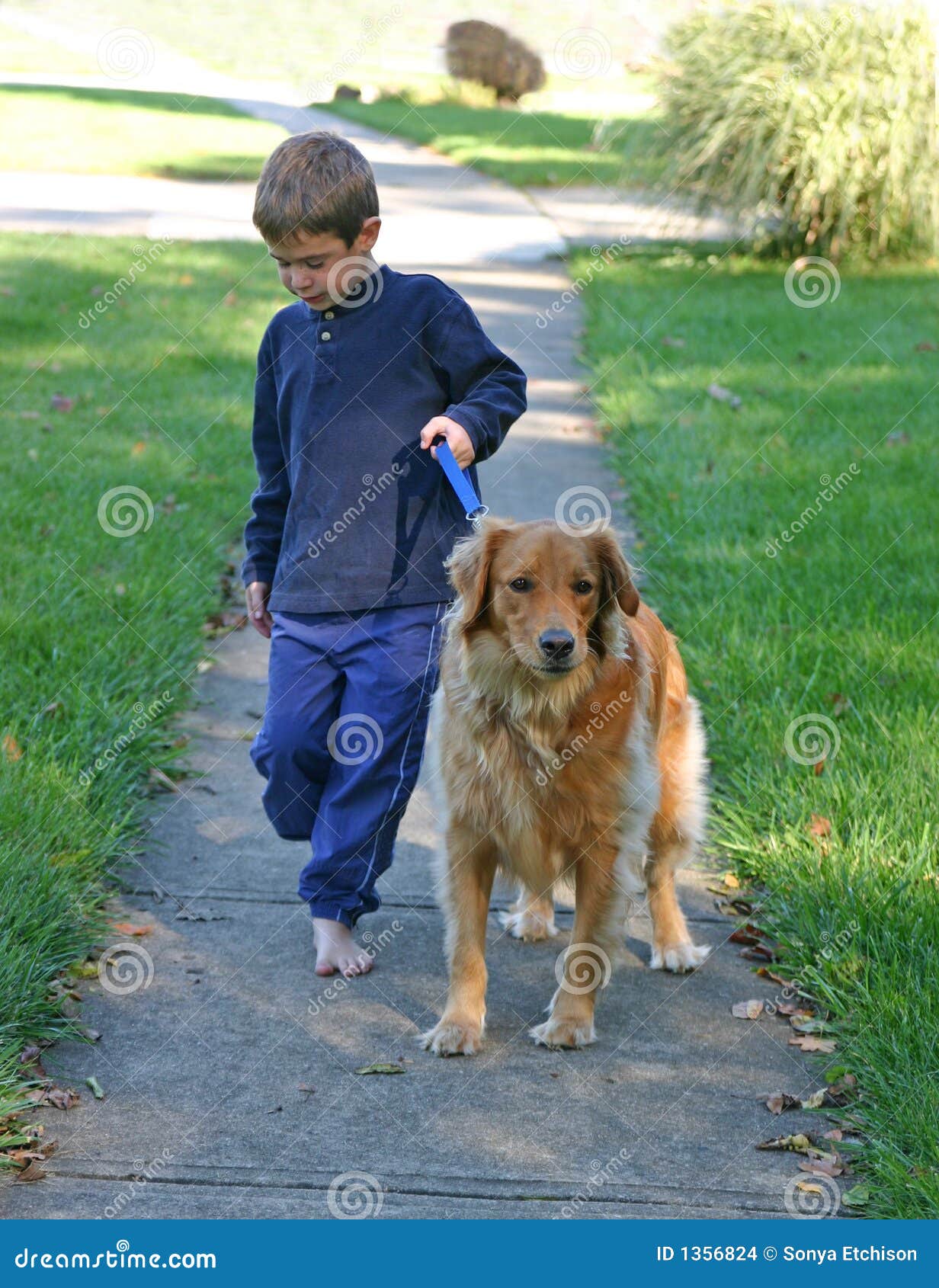 Boy Walking Dog stock photo. Image of kids, fall, people - 1356824