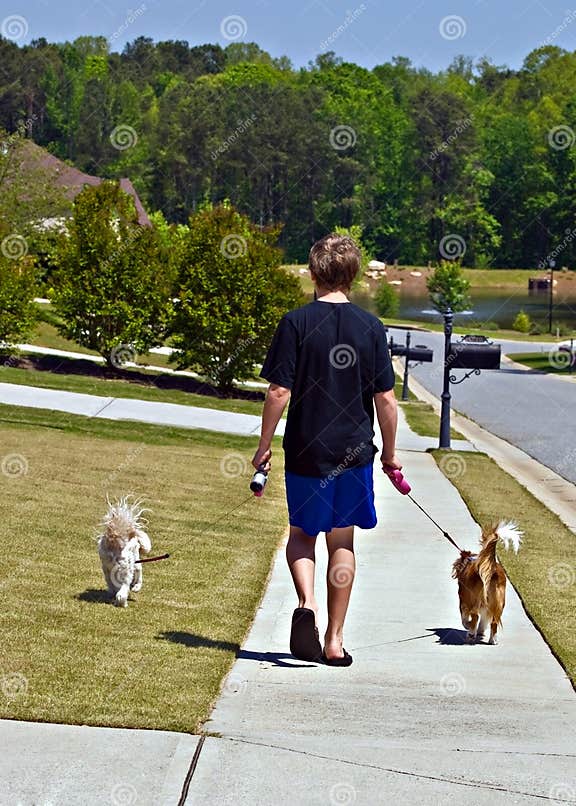 Boy Walking Dogs stock image. Image of happy, leisure - 24375767