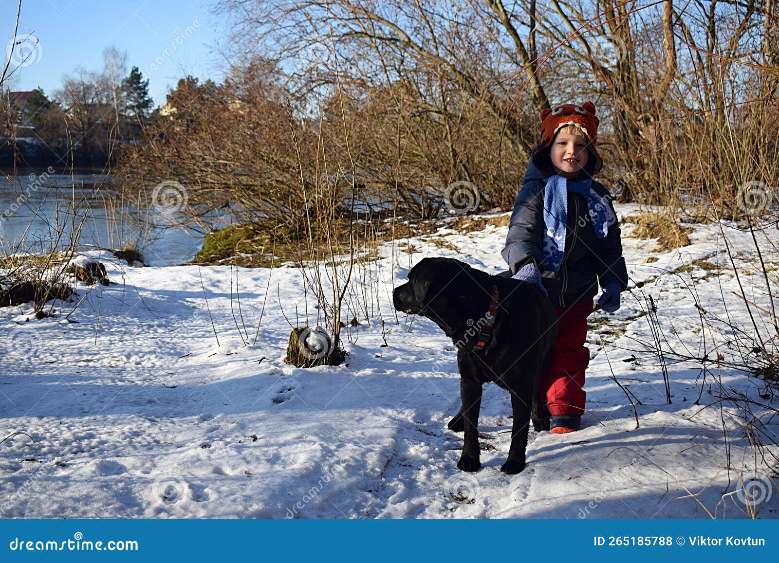 Boy Walking with a Labrador Dog Stock Photo - Image of childhood ...