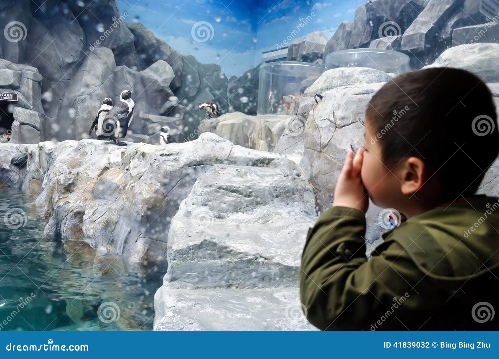 A Boy Watching the Penguins Stock Photo - Image of arctic, antarctic ...