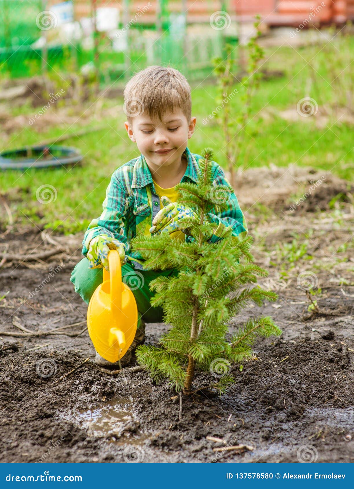 Boy Watering the Planted Tree Stock Photo - Image of sitting, gardening ...