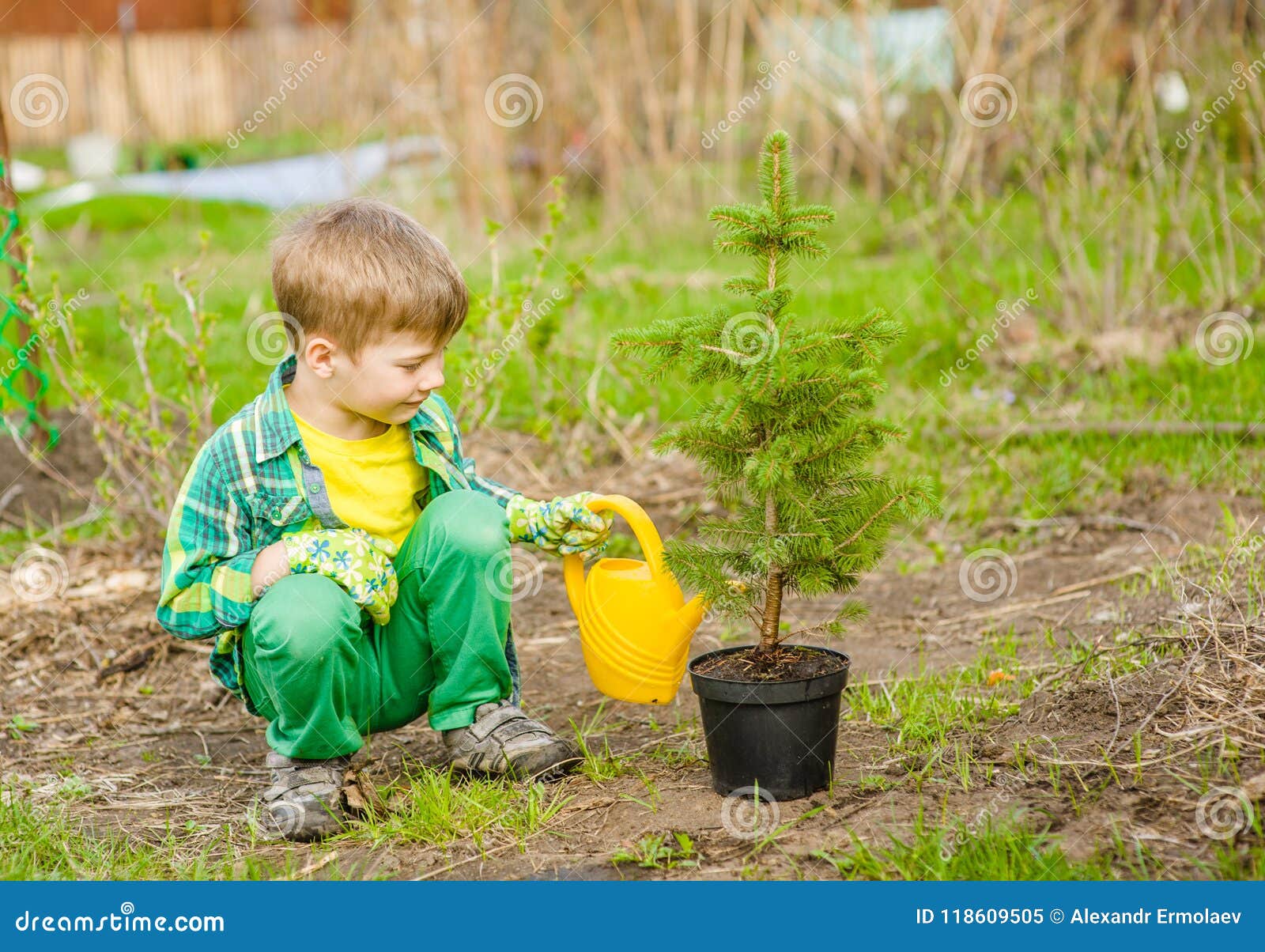 Boy Watering a Sapling Tree Stock Image - Image of people, environment ...