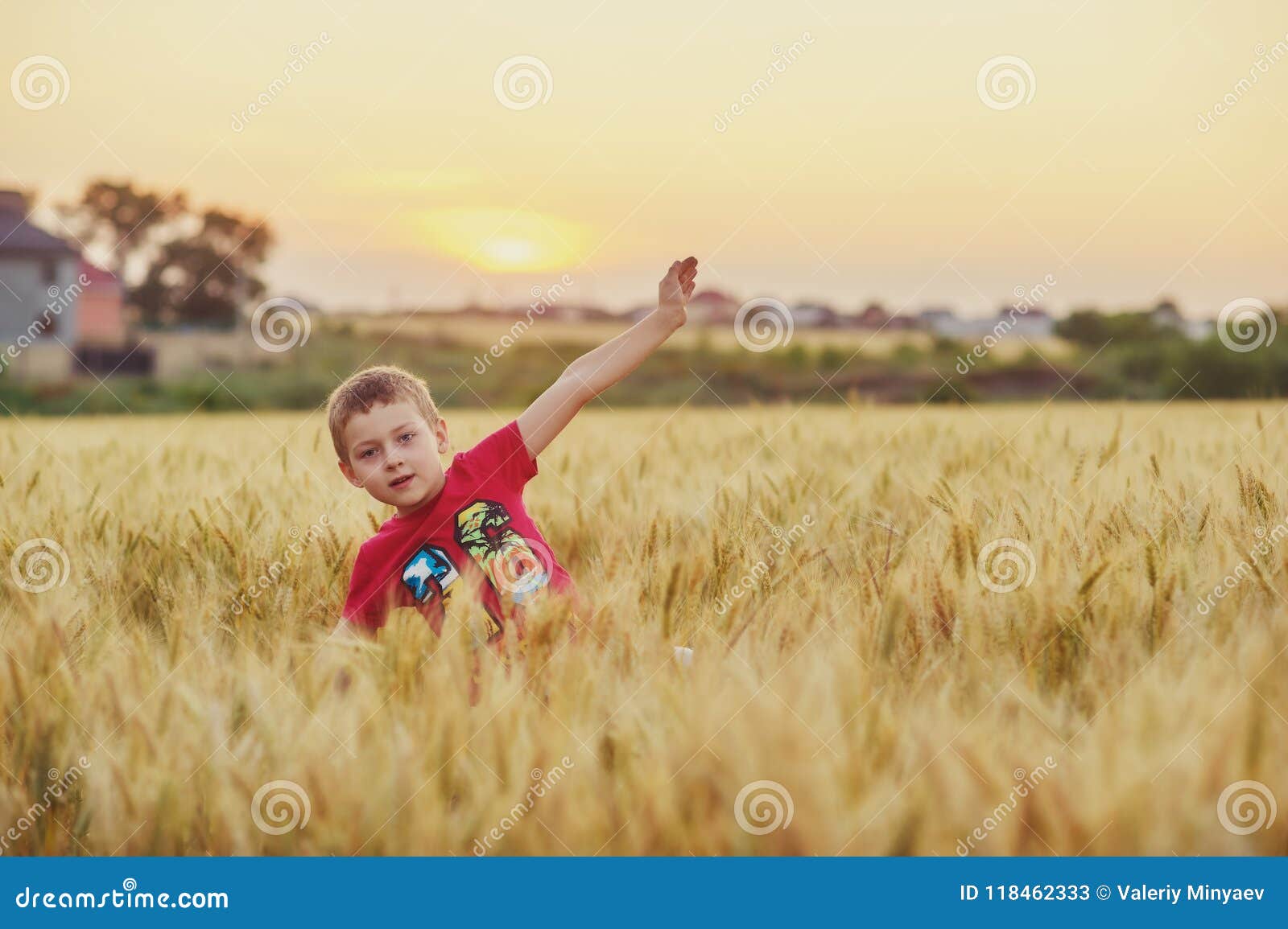 Boy in a Wheat Field at Sunset Stock Image - Image of wheat, summertime ...