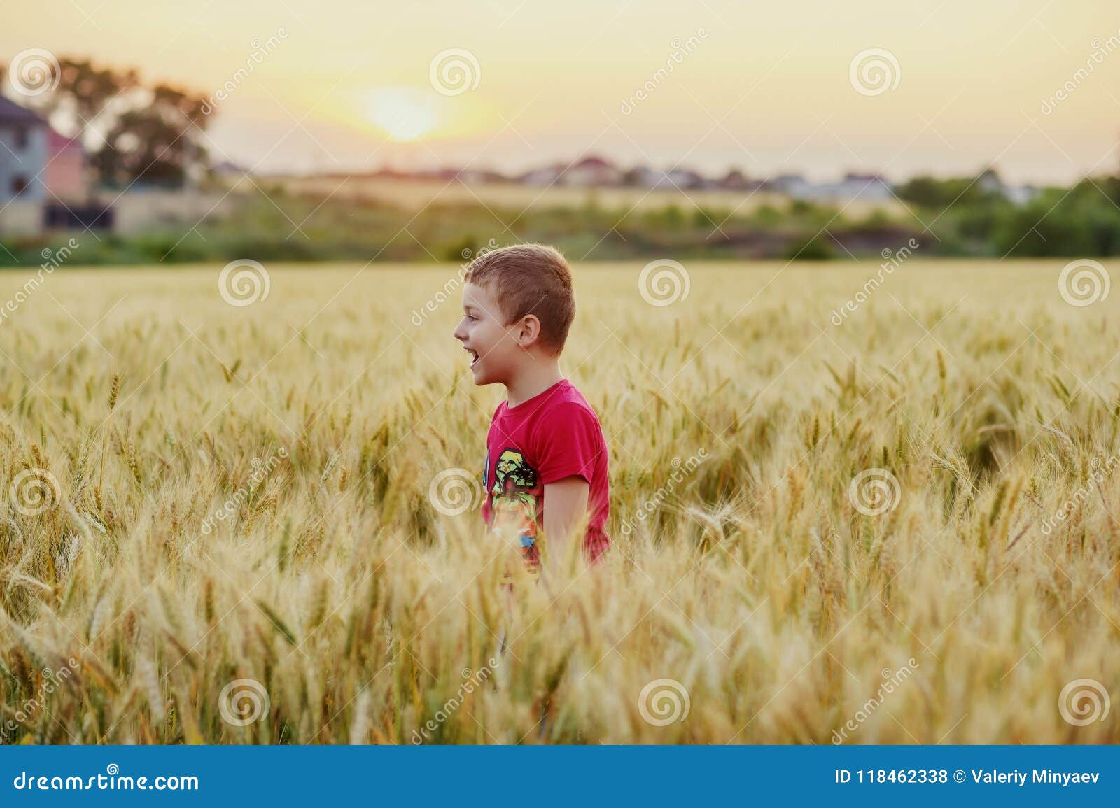 Boy in a Wheat Field at Sunset Stock Photo - Image of child, lifestyle ...