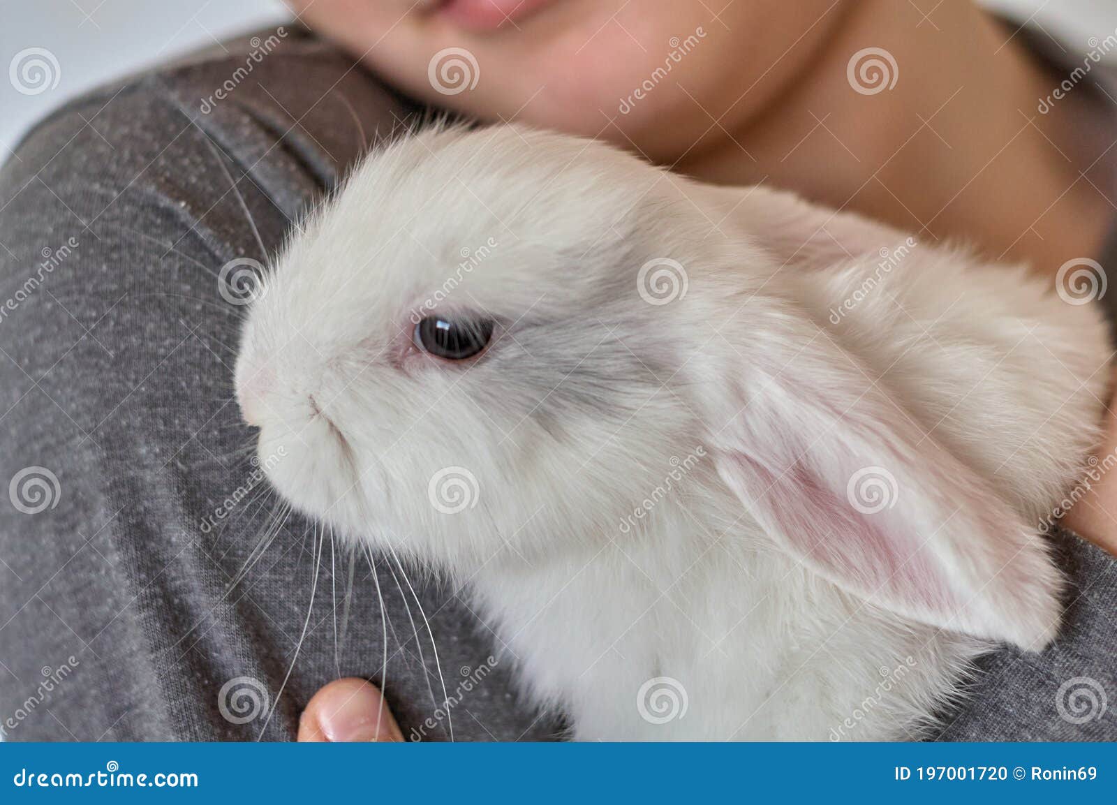 A Boy with a White Rabbit in His Hands Stock Photo - Image of funny ...