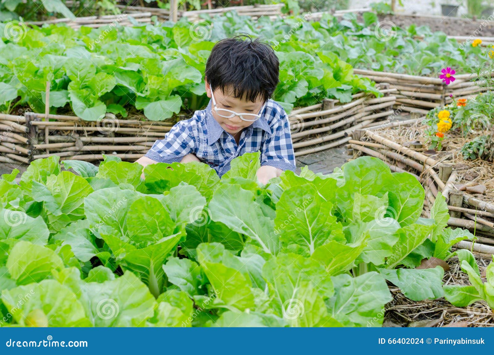 Boy working in farm stock photo. Image of education, harvest - 66402024