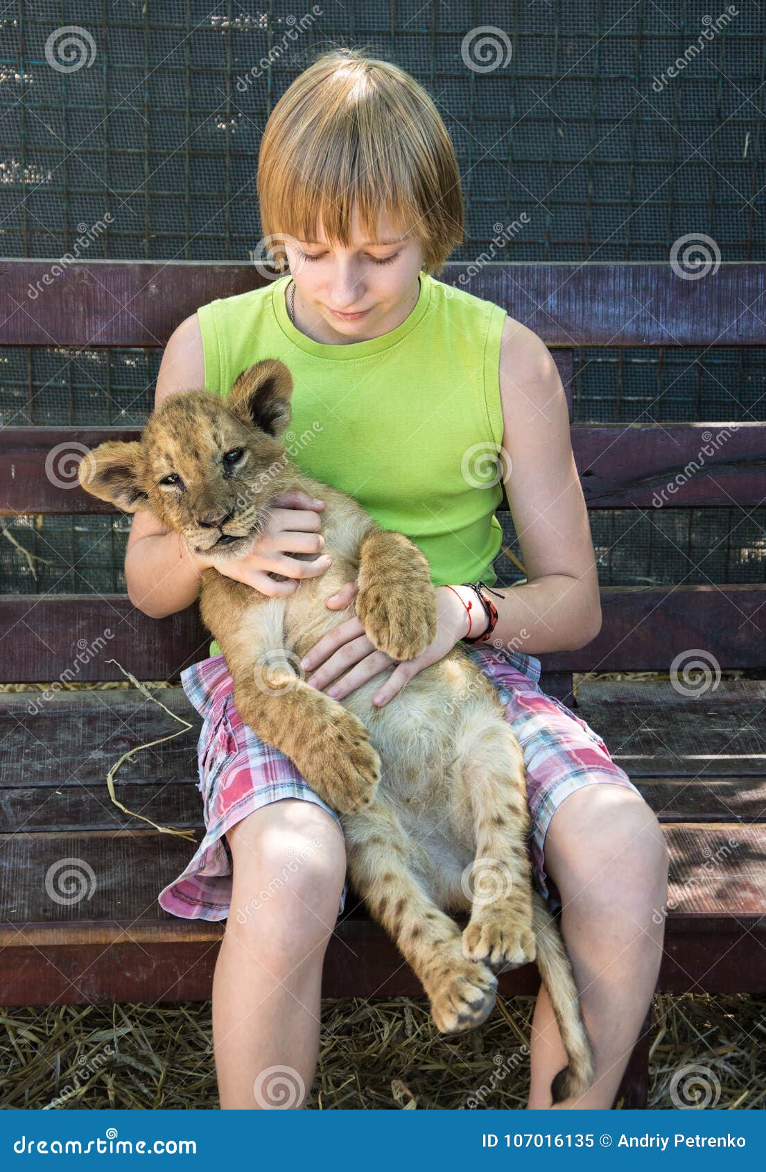 Boy with a young lion stock image. Image of look, carnivore - 107016135