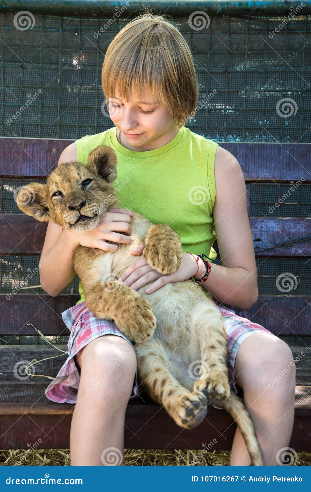 Boy with a young lion stock image. Image of camera, wild - 107016267