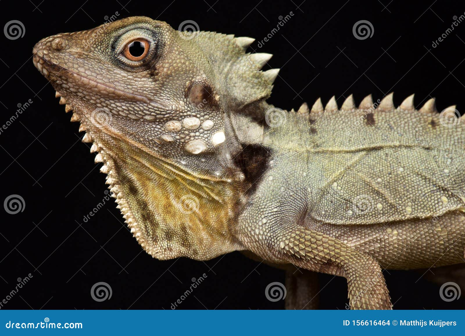 Forest Dragon Gonocephalus Chamaeleontinus In Their Habitat Stock ...