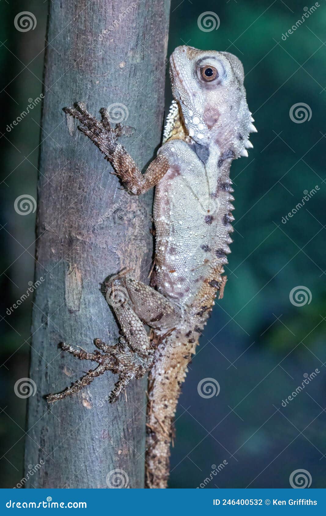 Boyd`s Forest Dragon stock photo. Image of branch, hypsilurus - 246400532