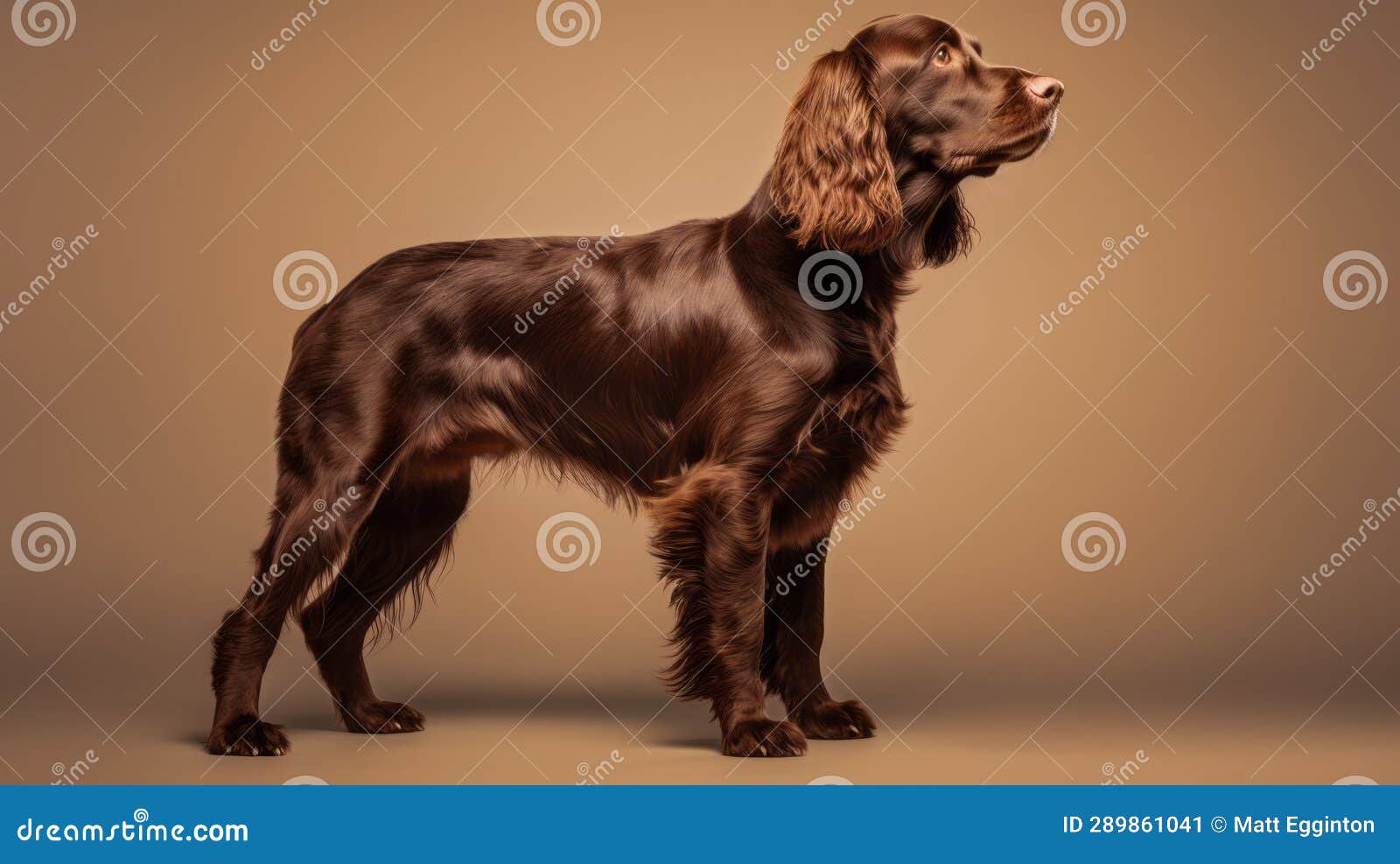 Boykin Cartoons, Illustrations & Vector Stock Images - 145 Pictures to ...