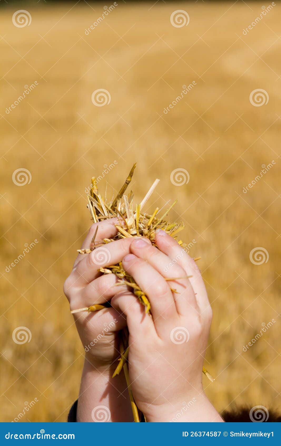 Boys Hands Holding Up Cut Wheat Stock Image - Image of corn, harvest ...
