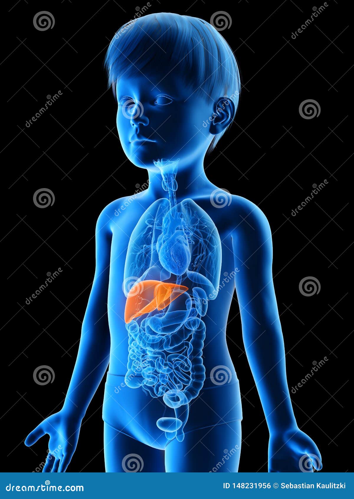 A boys liver stock illustration. Illustration of medical - 148231956