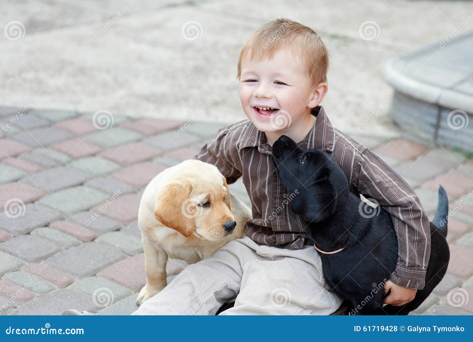 Boys Playing with Two Dogs Labrador Black and White Stock Photo - Image ...