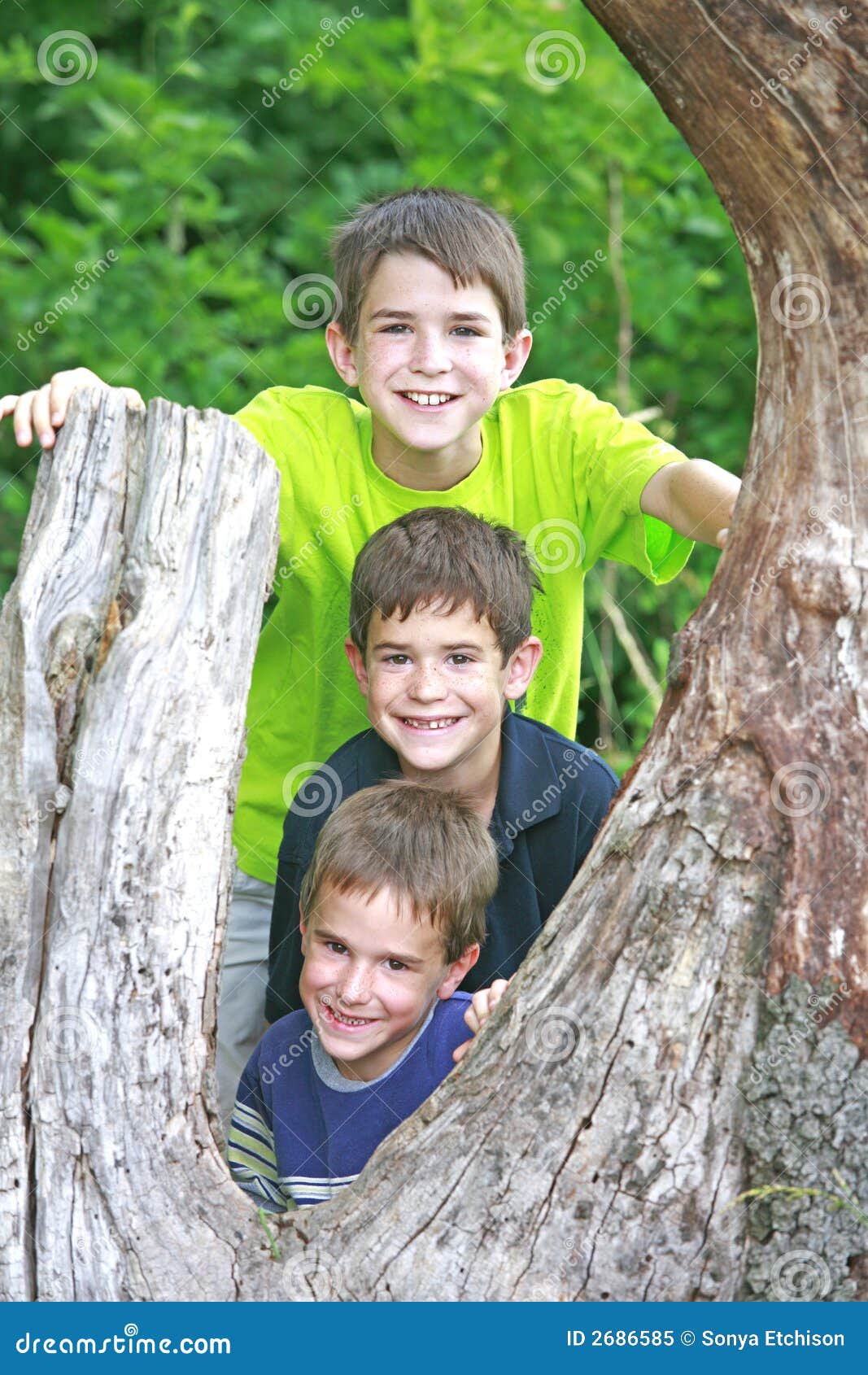 Boys in a Tree stock image. Image of happiness, brother - 2686585