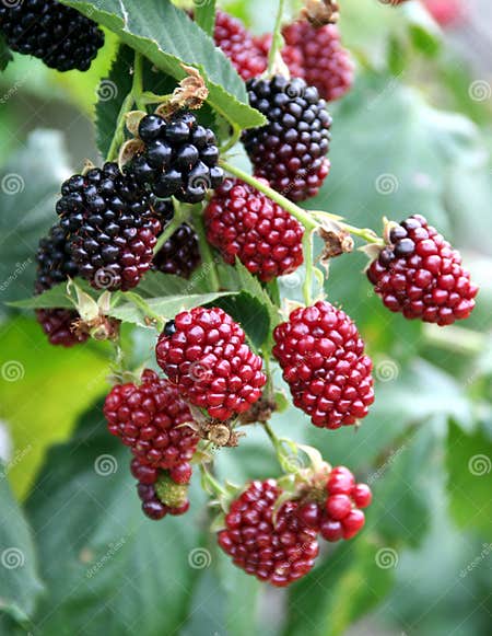 Boysenberries stock photo. Image of cross, loganberry - 16242730