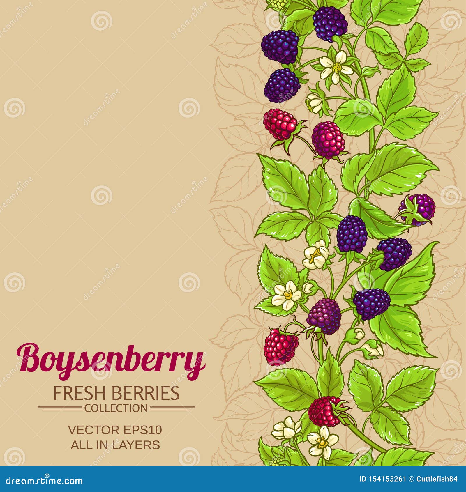 Boysenberry Vector Set | CartoonDealer.com #153798056